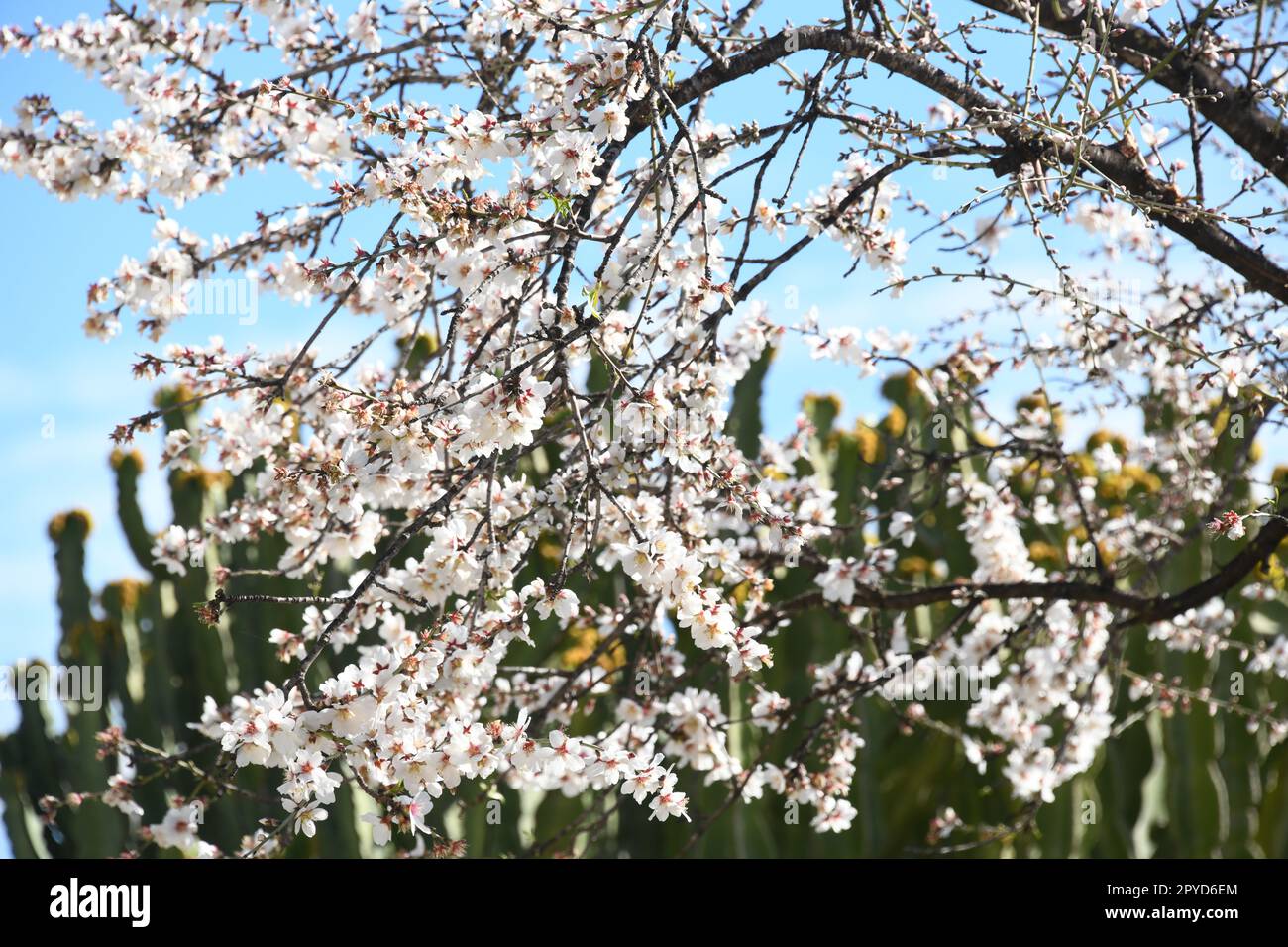 Almond blossoms on almond tree at the Costa Blanca, province of ...