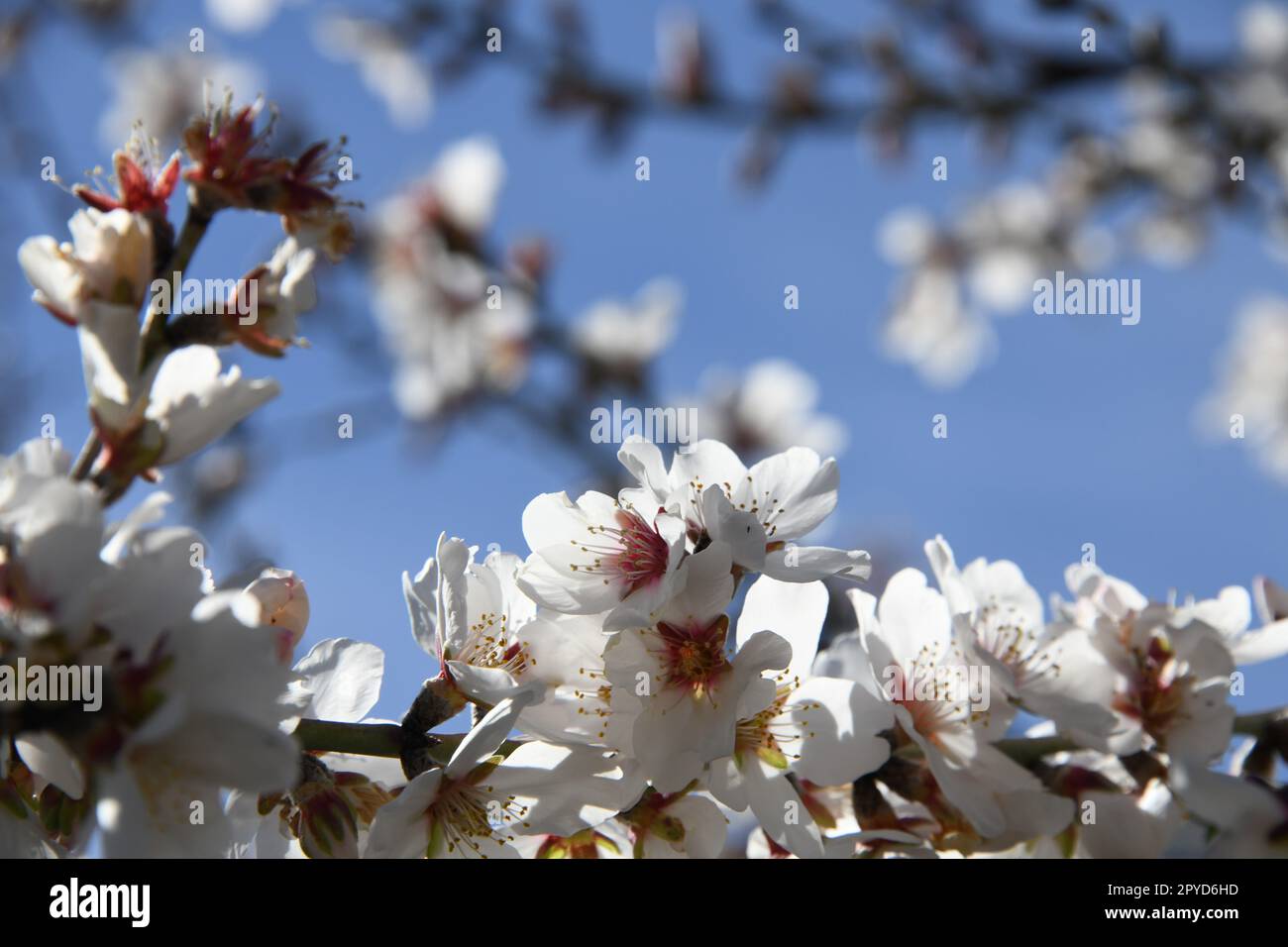 Almond blossoms on almond tree at the Costa Blanca, province of ...