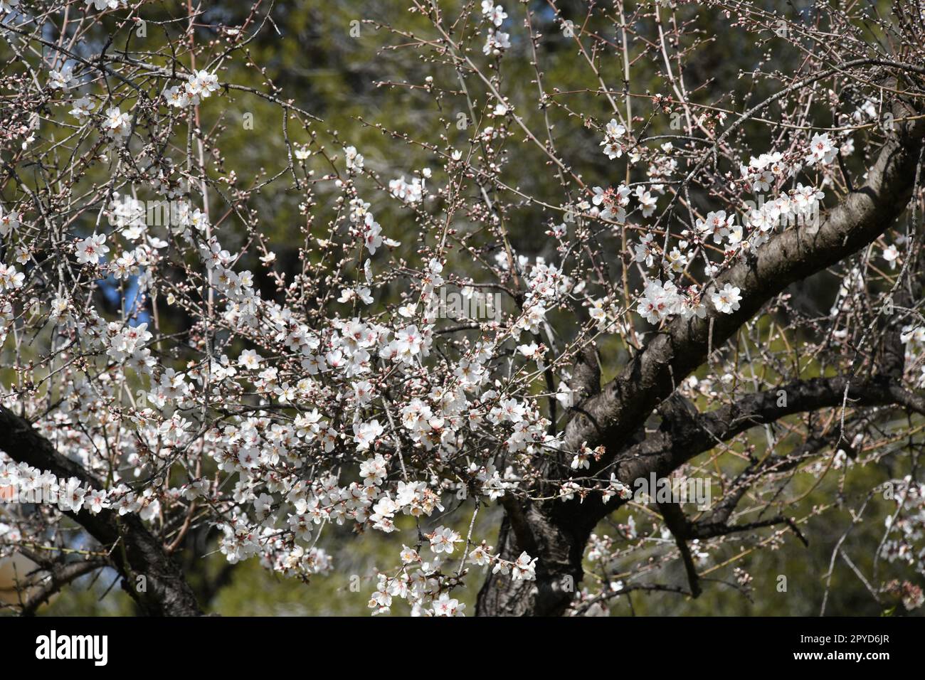 Almond blossoms on almond tree at the Costa Blanca, province of ...