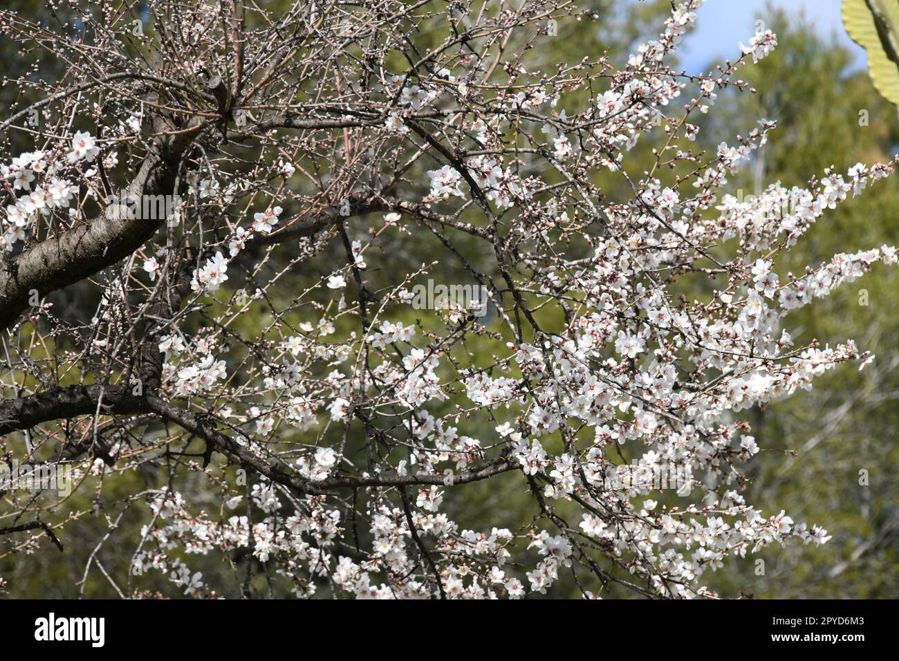 Almond blossoms on almond tree at the Costa Blanca, province of ...