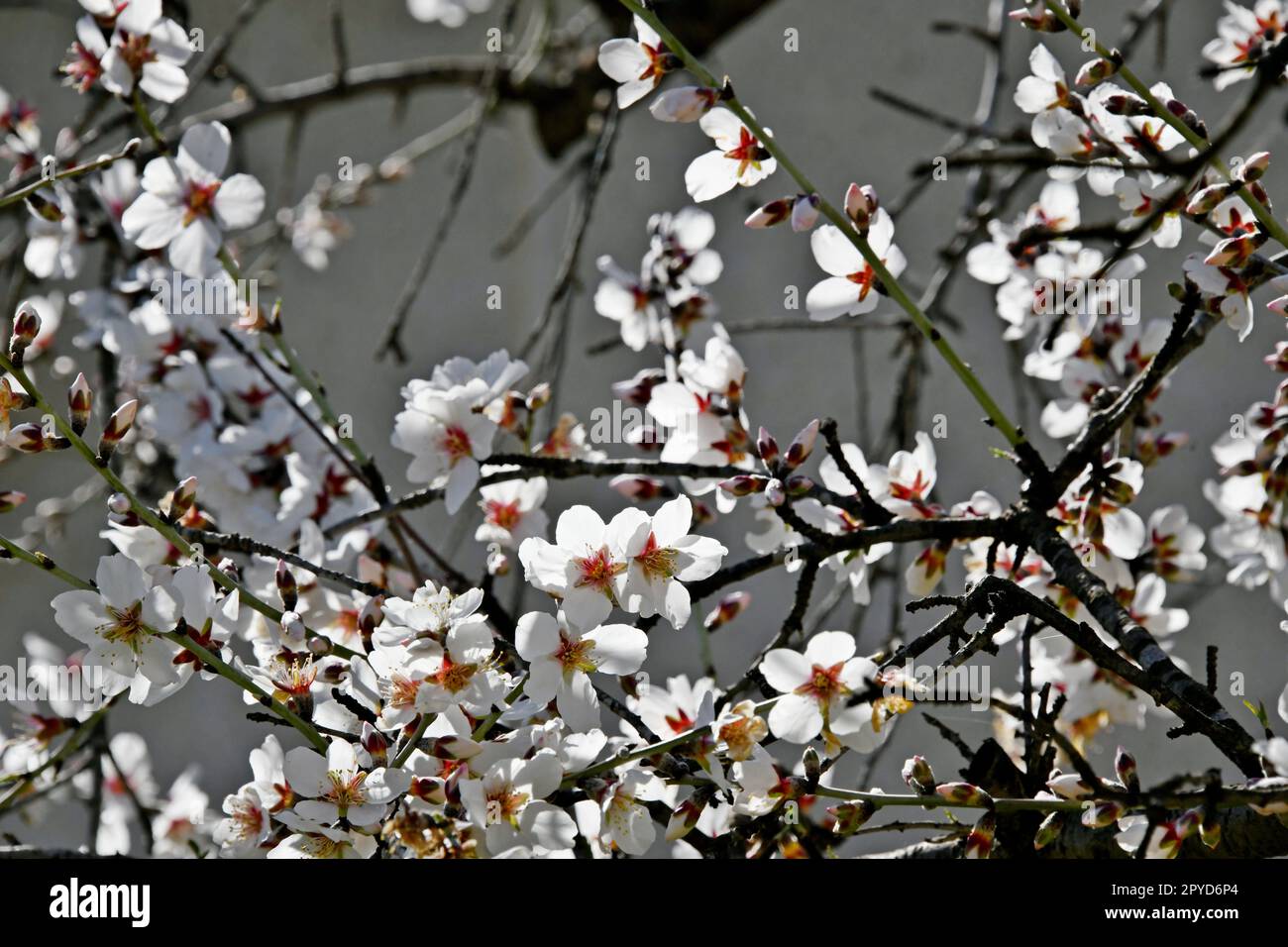 Almond blossoms on almond tree at the Costa Blanca, province of ...