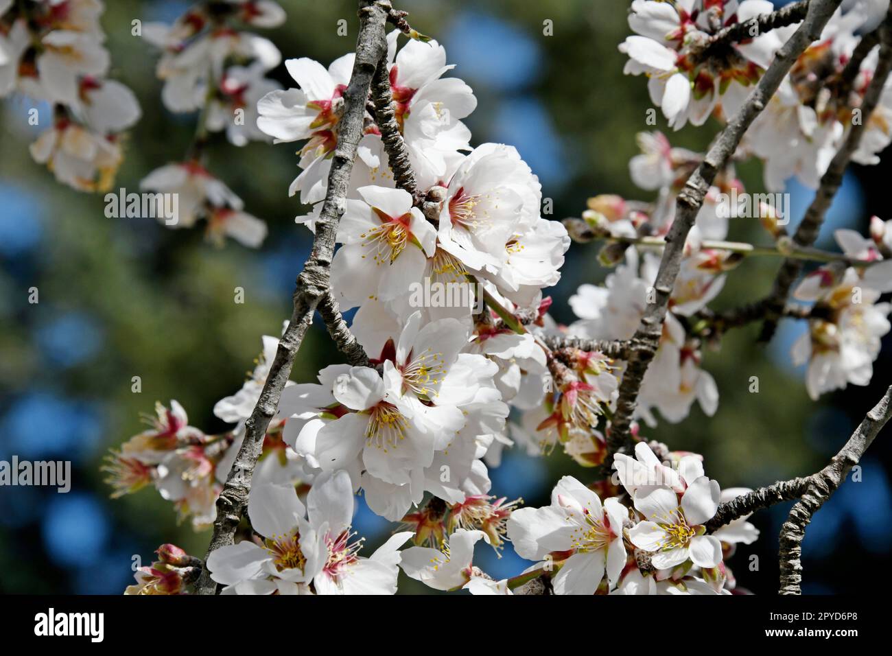 Almond blossoms on almond tree at the Costa Blanca, province of ...