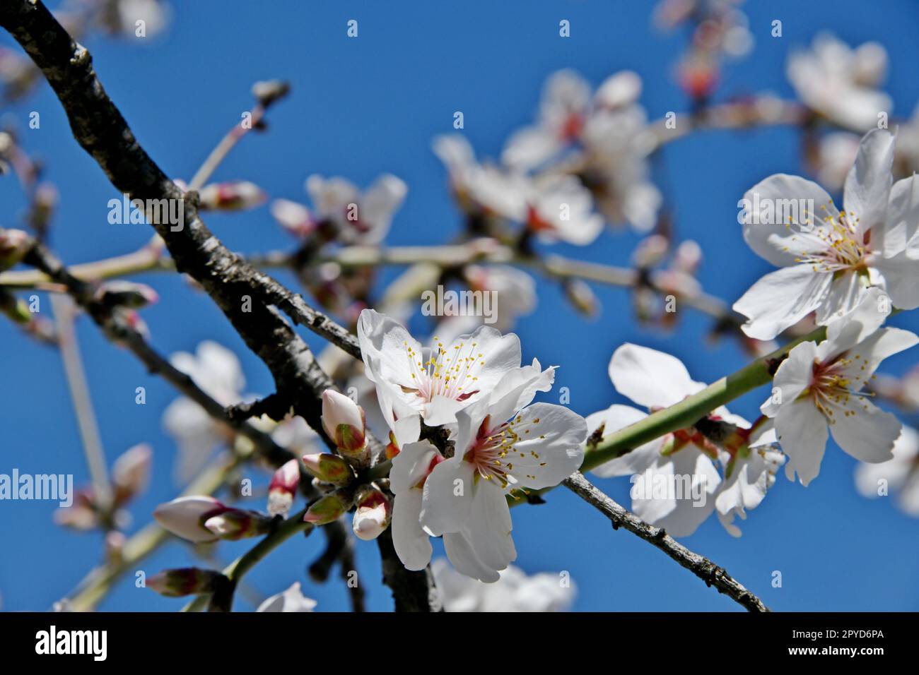 Almond blossoms on almond tree at the Costa Blanca, province of ...