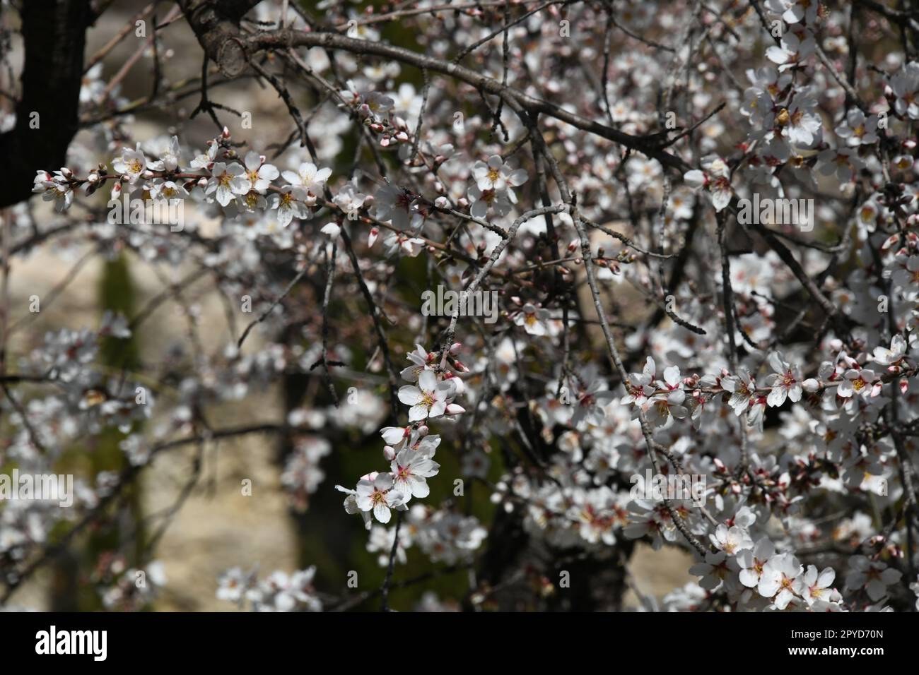 Almond blossoms on almond tree at the Costa Blanca, province of ...
