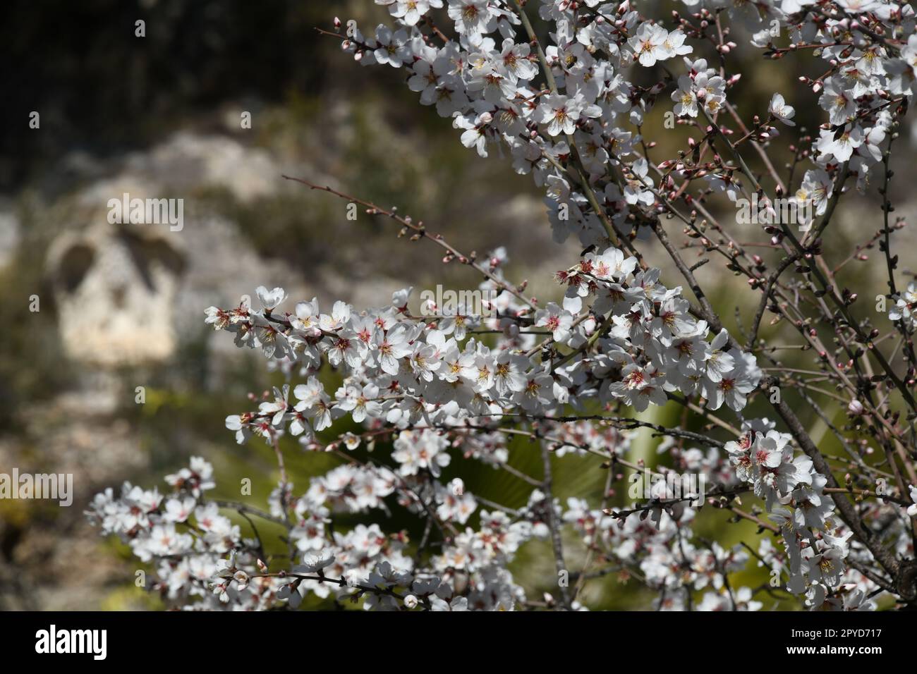 Almond blossoms on almond tree at the Costa Blanca, province of ...