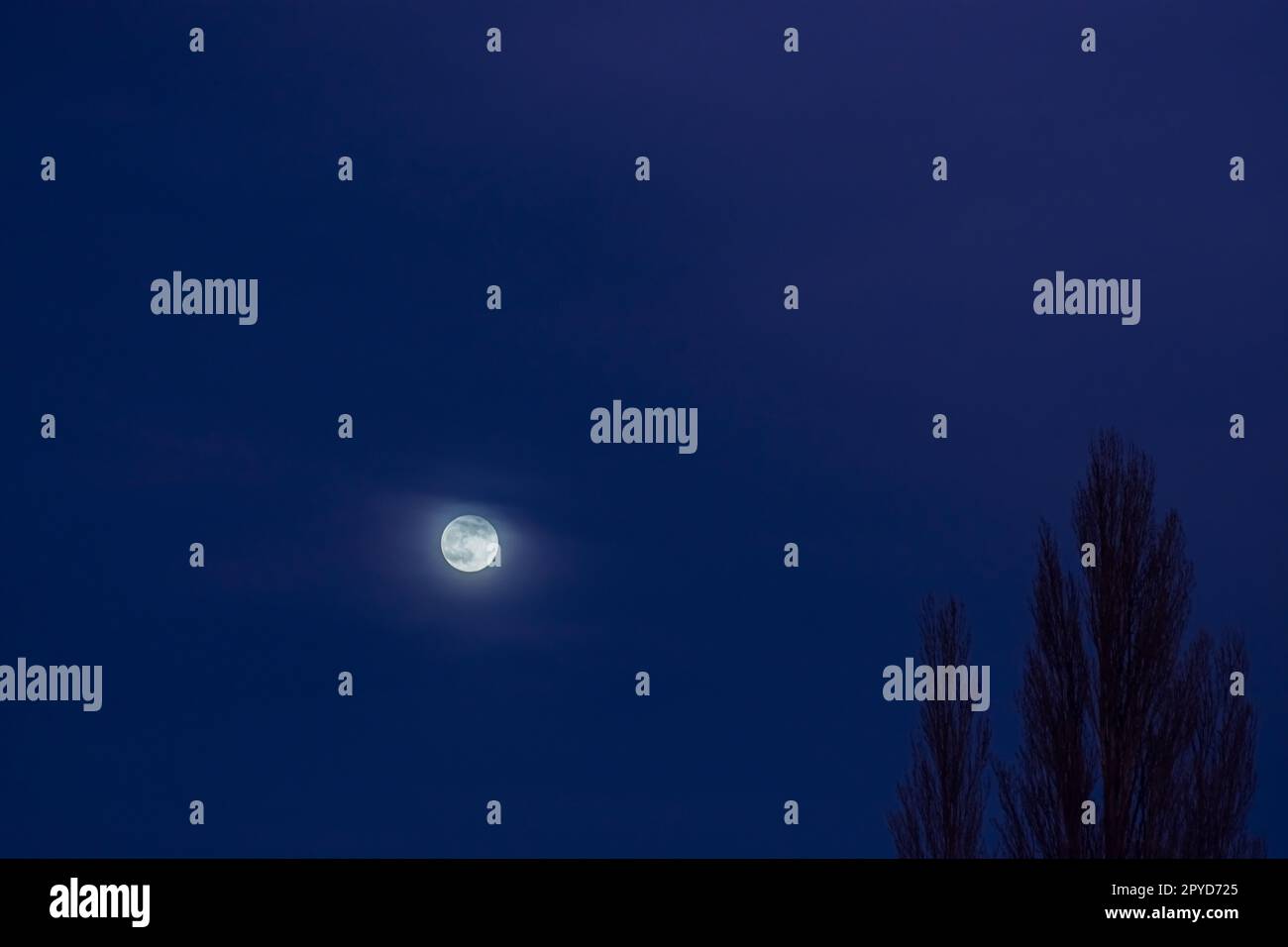 shining moon on the sky during blue hour with a tree Stock Photo - Alamy