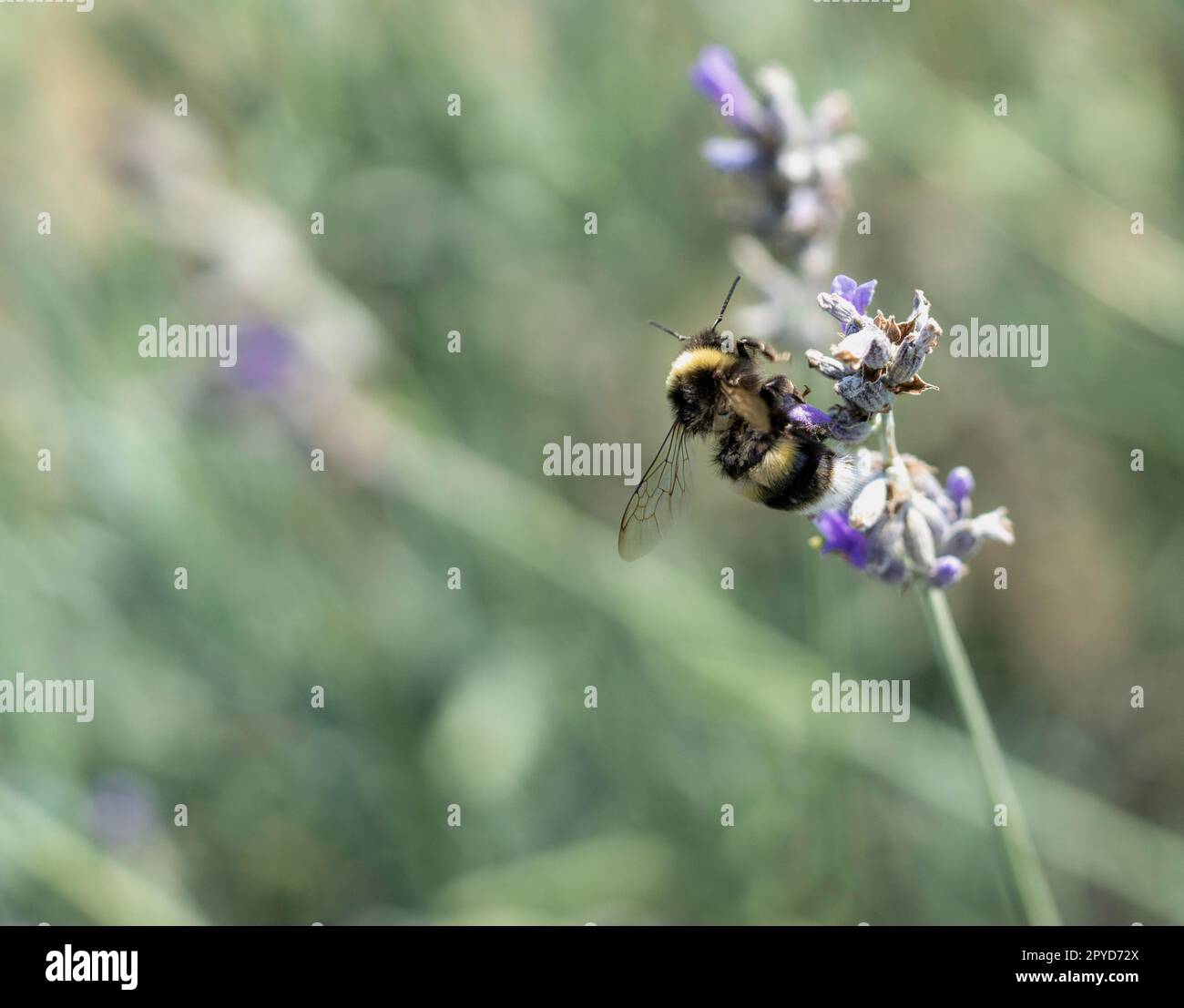 bumblebee flying over lavender flowers Stock Photo - Alamy