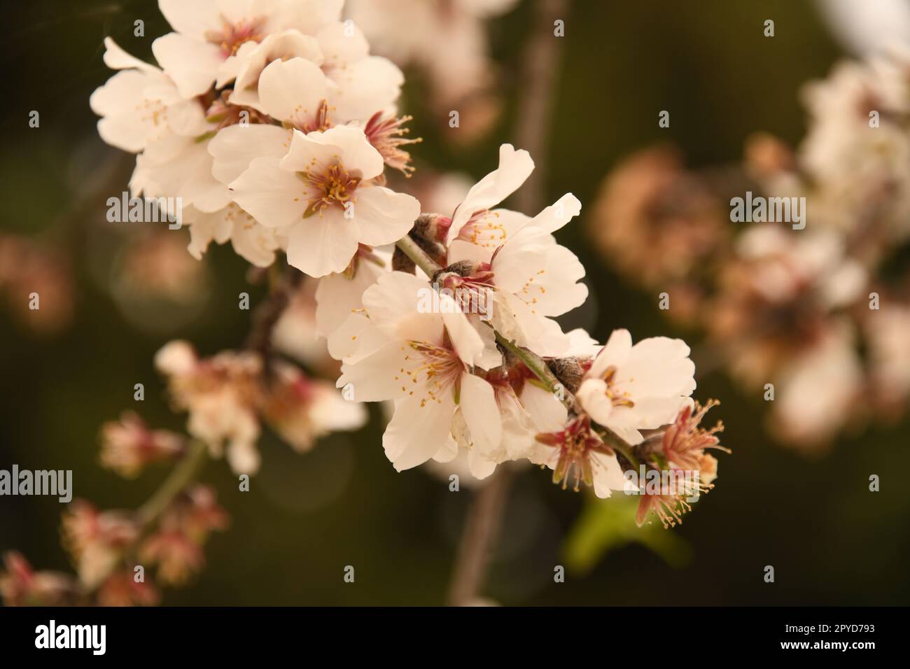 Almond blossoms on almond tree at the Costa Blanca, province of ...