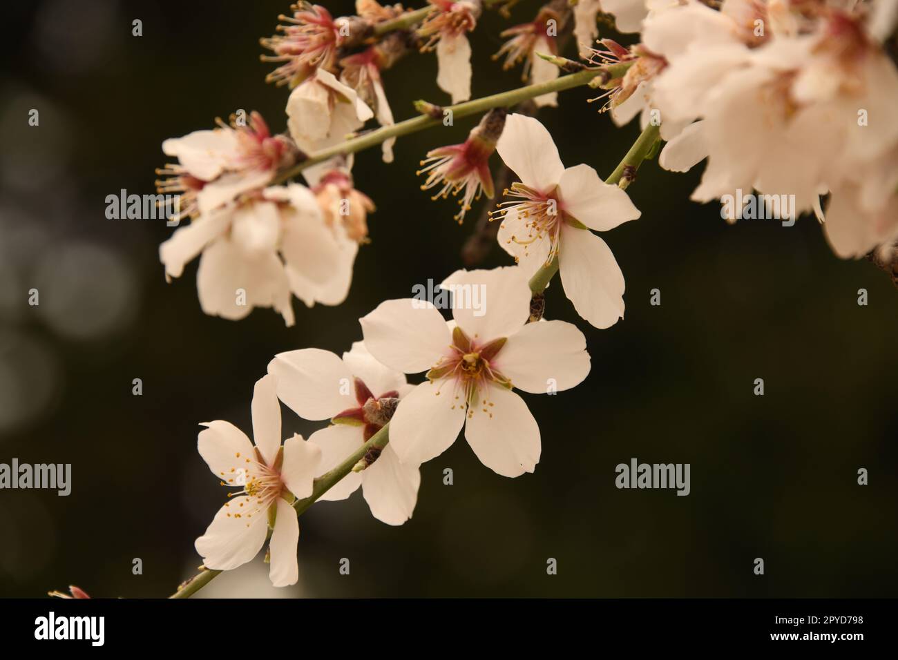 Almond blossoms on almond tree at the Costa Blanca, province of ...