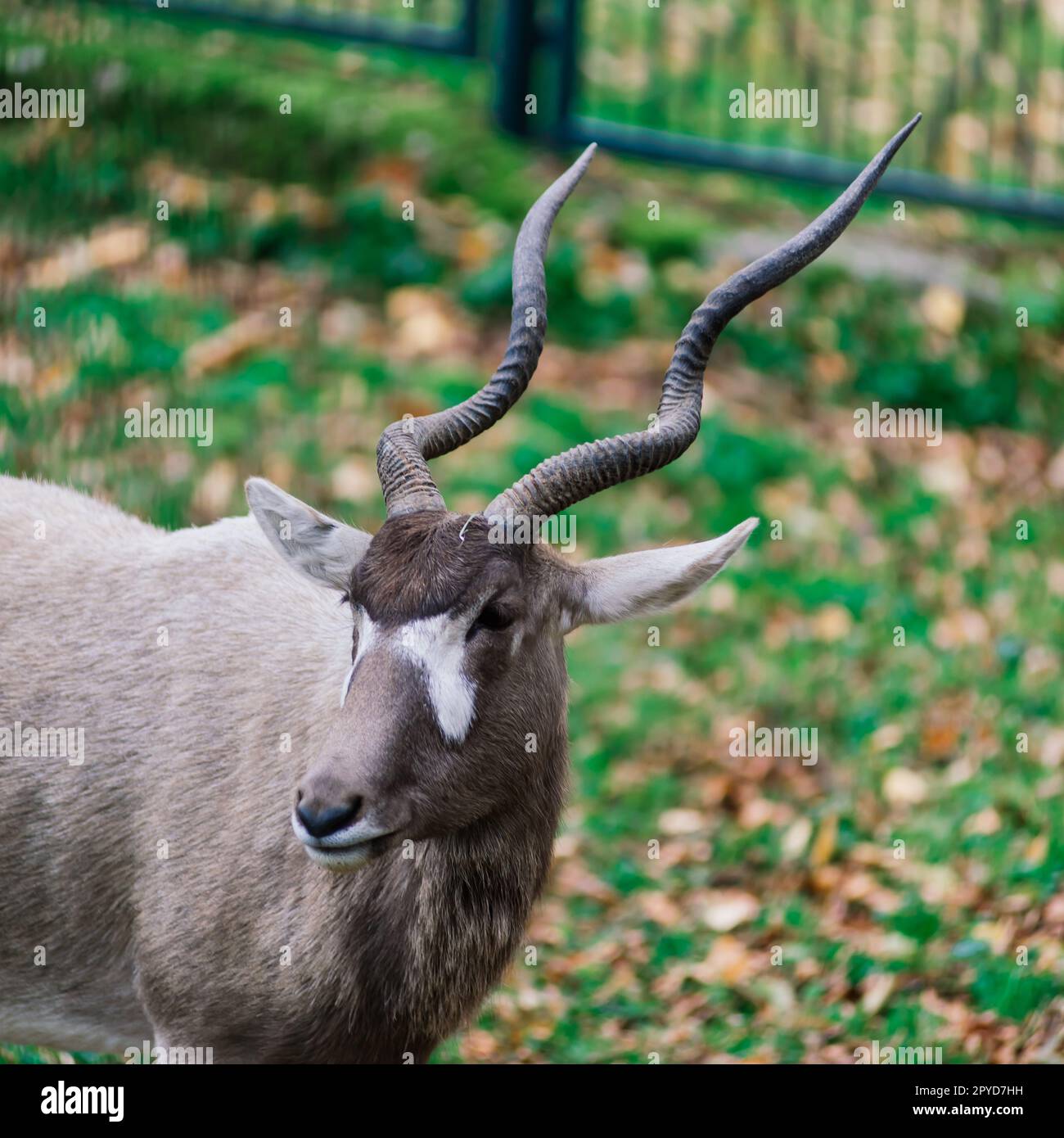 The maned ram eats hay, animal in the zoo, large rounded horns of a ram ...