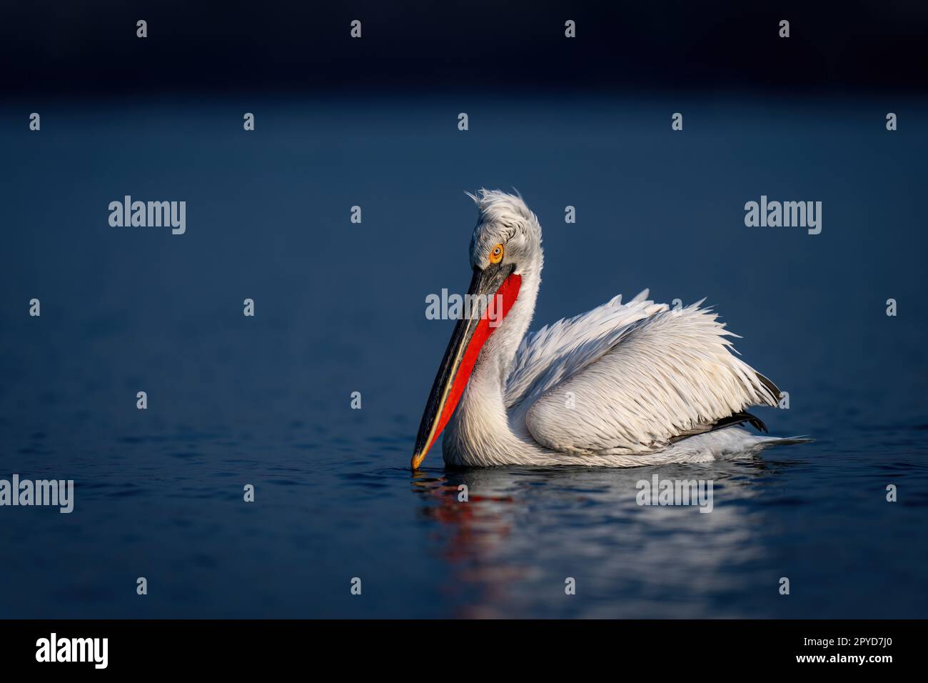 Dalmatian pelican floats on lake watching camera Stock Photo - Alamy