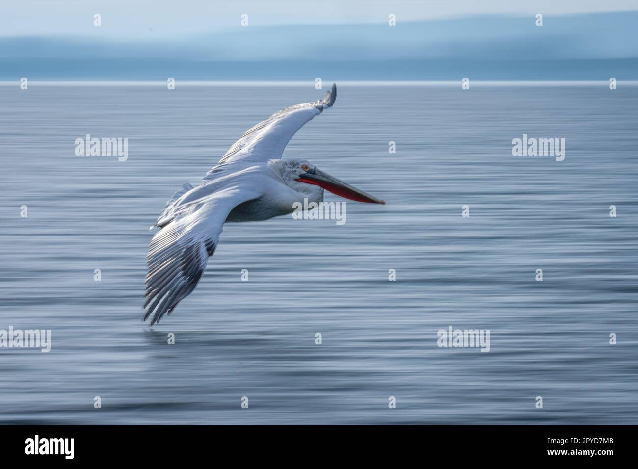 Slow pan of Dalmatian pelican crossing lagoon Stock Photo - Alamy