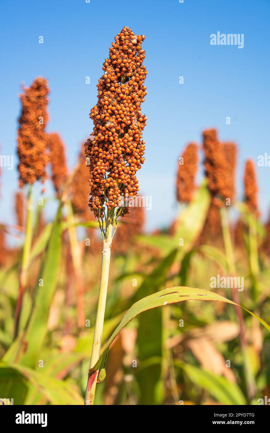 Sorghum or Millet field agent blue sky background Stock Photo - Alamy