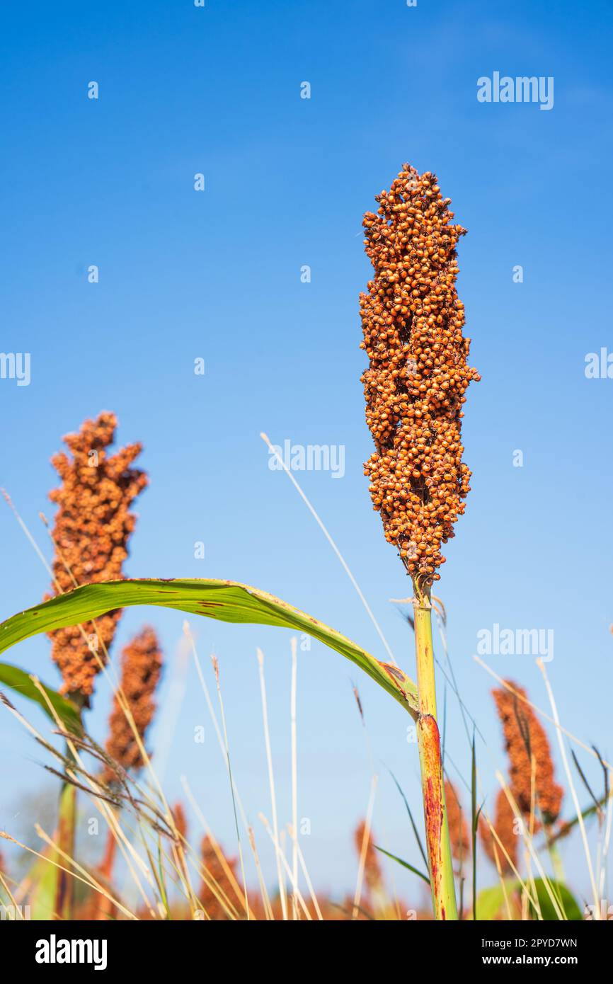 Sorghum or Millet field agent blue sky background Stock Photo - Alamy