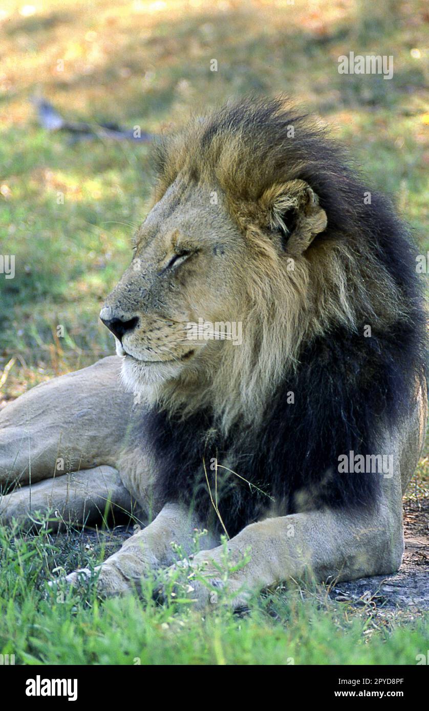 Moremi lion hi-res stock photography and images - Alamy