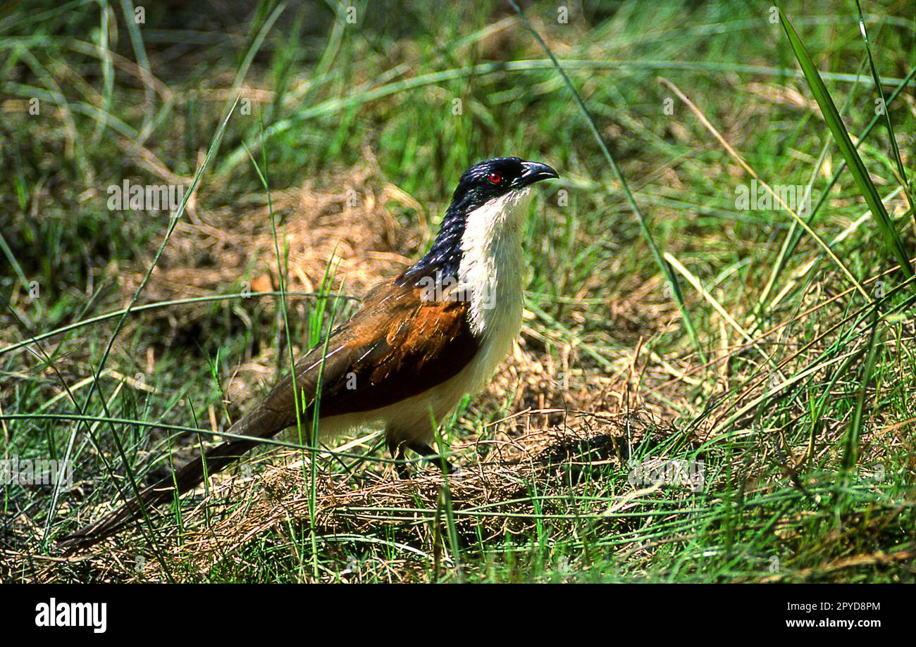 Coppery tail hi-res stock photography and images - Alamy