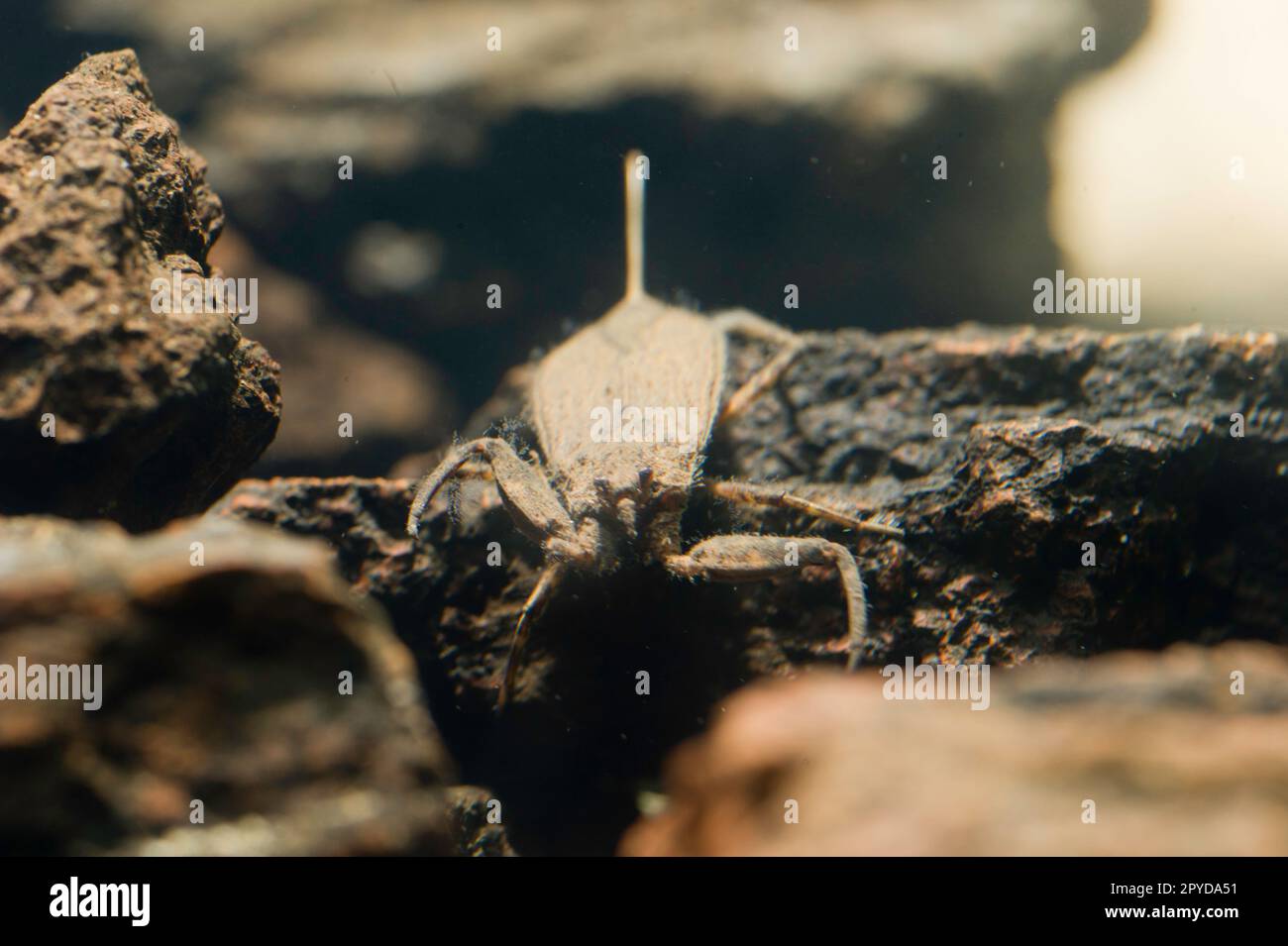 Aquatic image in water river hi-res stock photography and images - Alamy