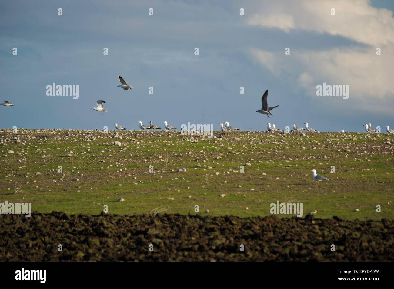 Gabbiani gabbiani gabbiani cielo gabbiani hi-res stock photography and ...