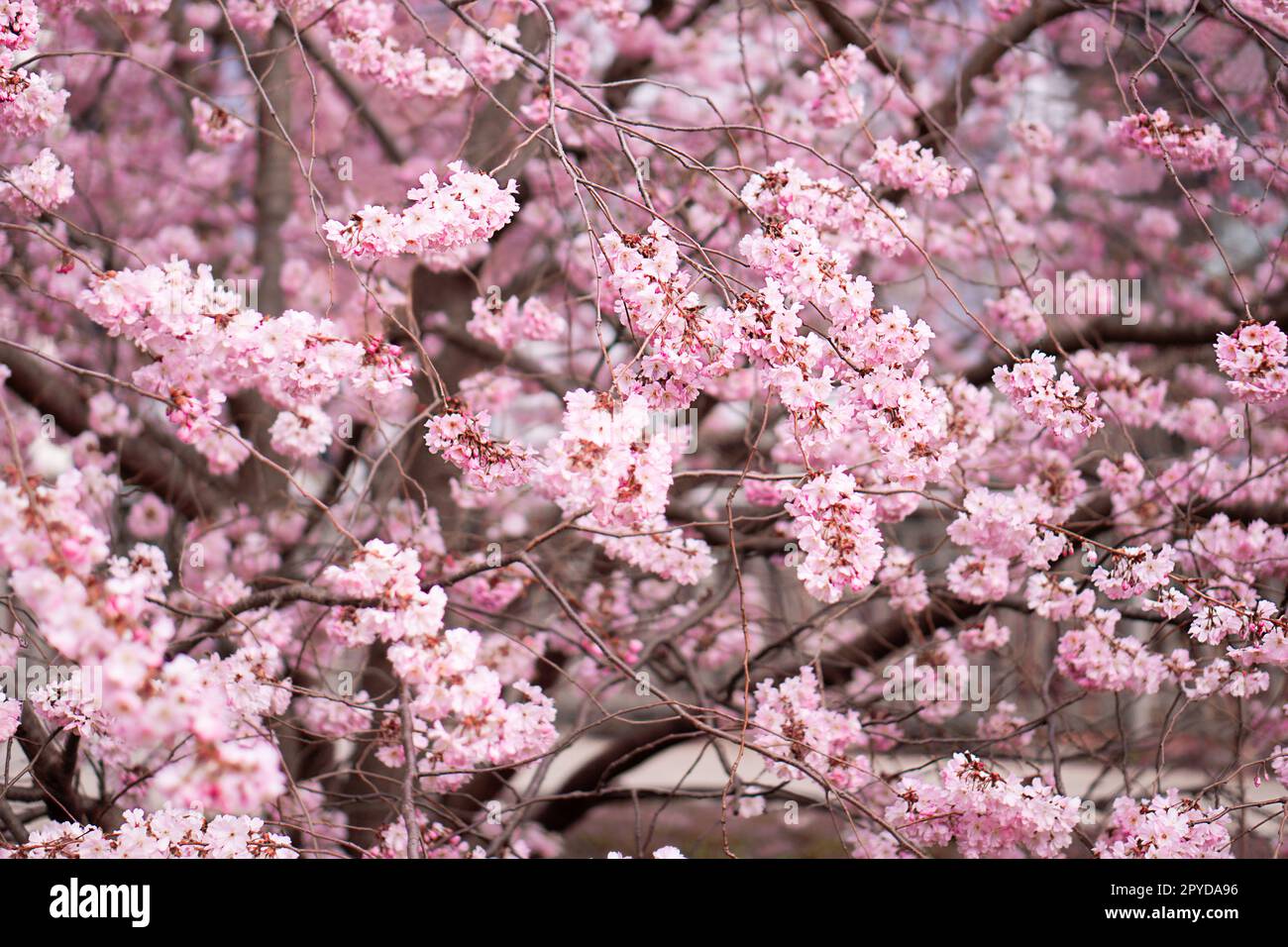 Beautiful and cute spring cherry blossom, flowering garden in the ...