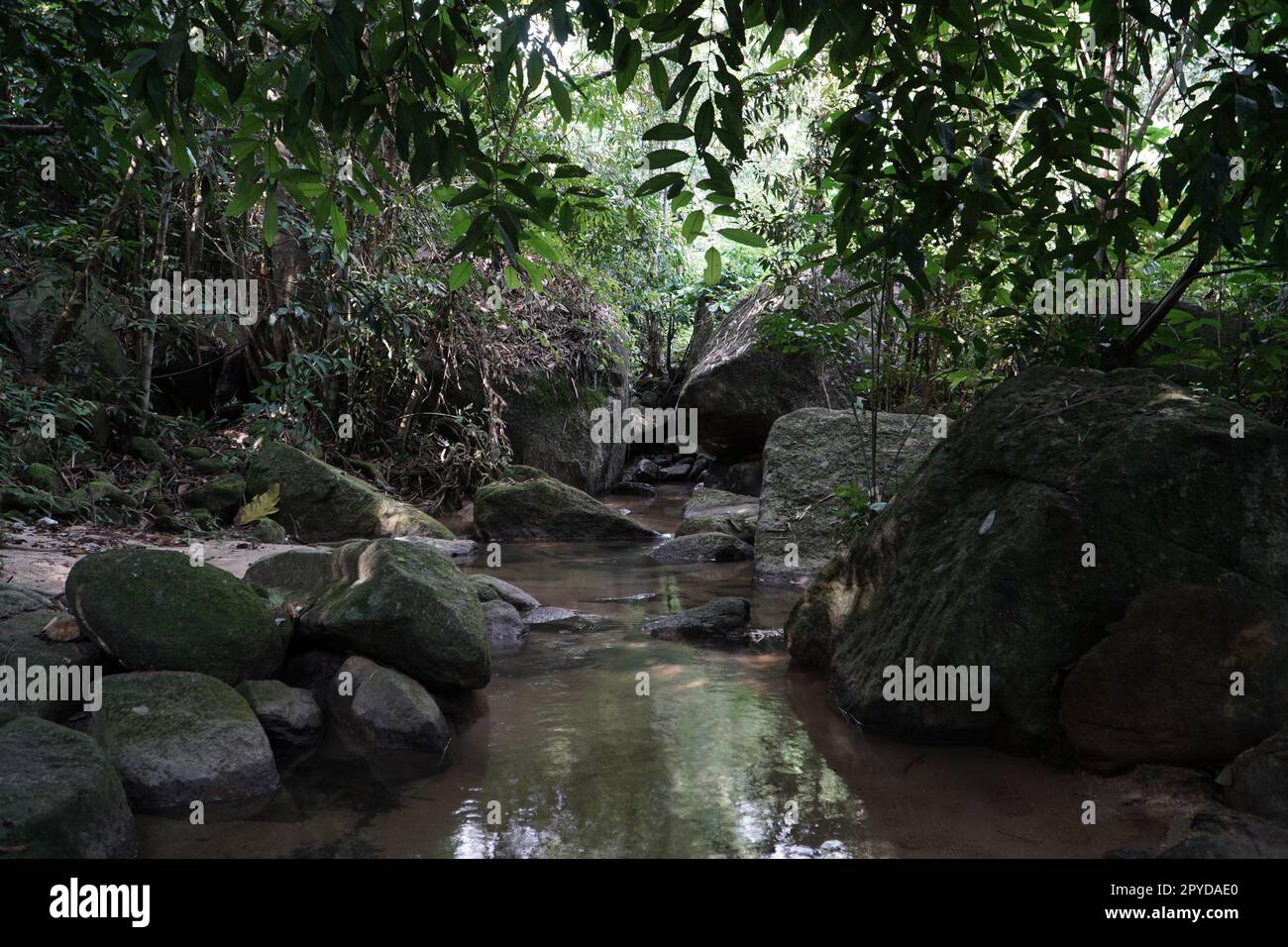 hidden river in a jungle Stock Photo - Alamy