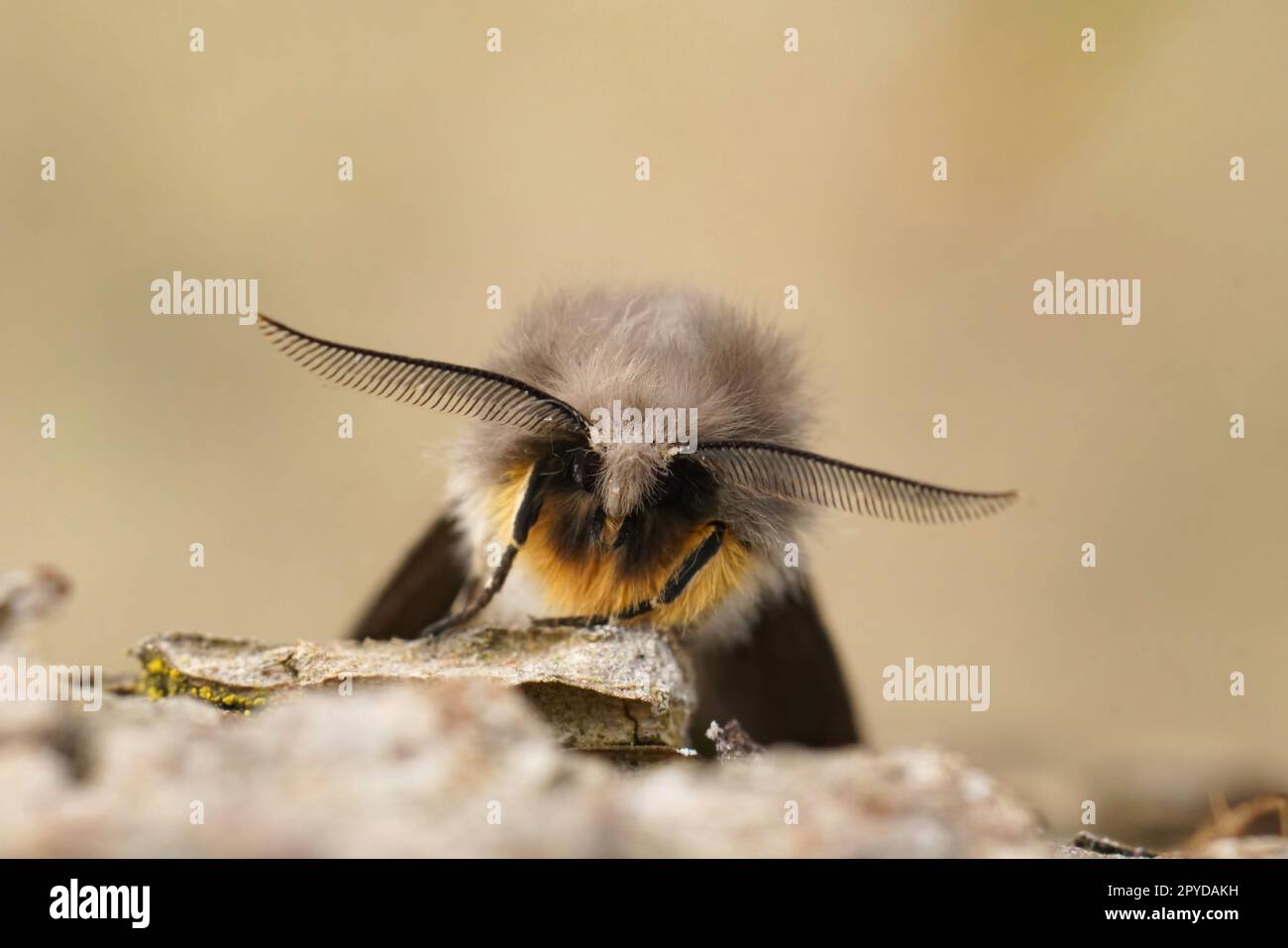 Natural frontal closeup on a hairy grey colored Muslin moth, Diaphora ...