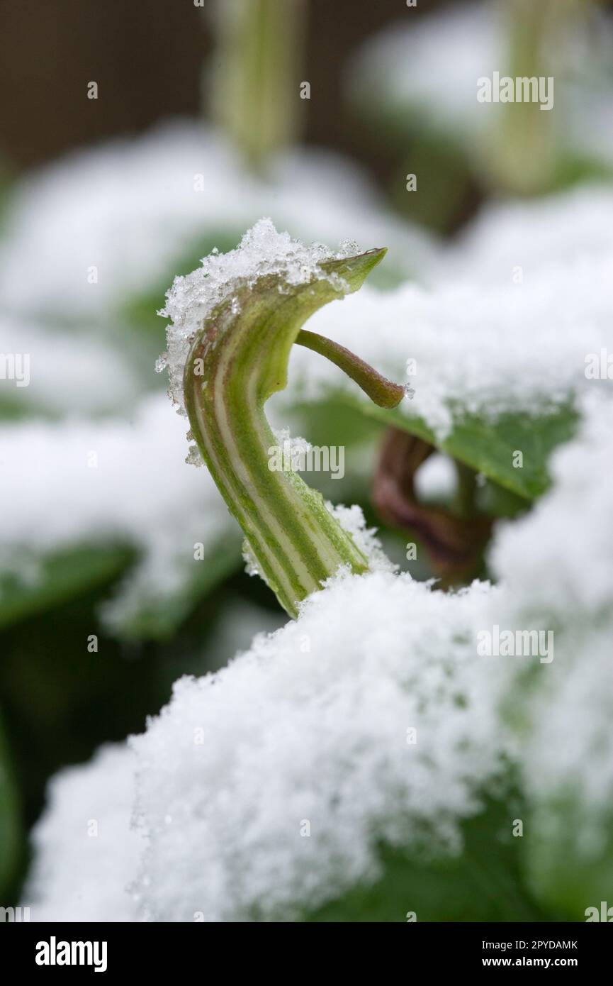 Friar's Cowl or Larus (Arisarum vulgare) in the snow Sardinia, Italy ...