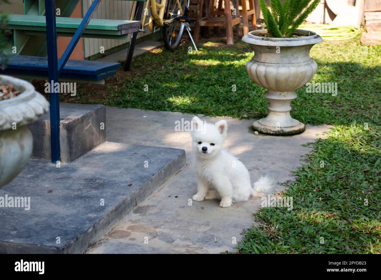 Small fluffy dog purebred hi-res stock photography and images - Alamy