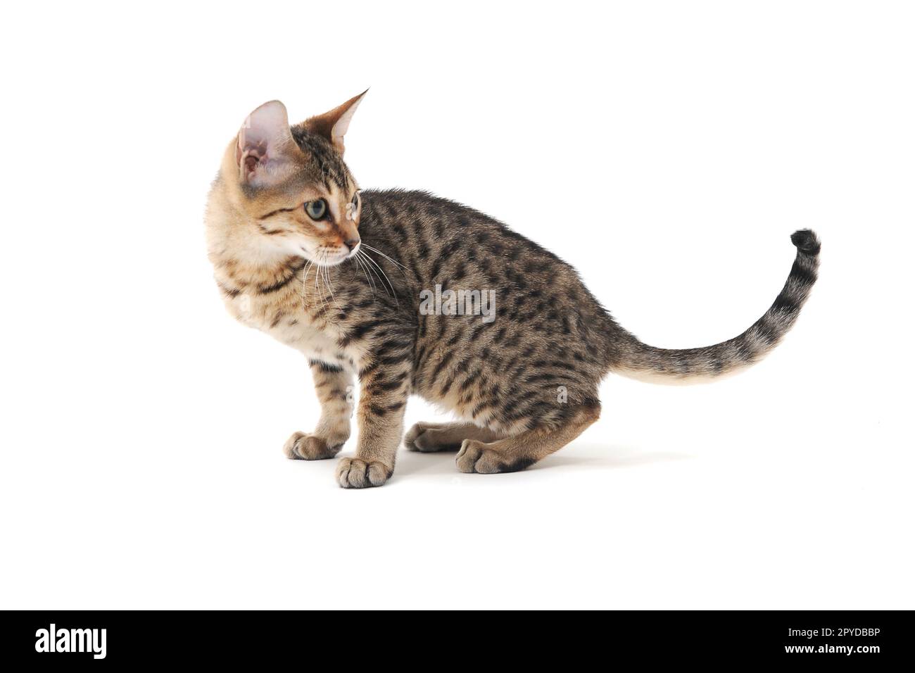 Purebred smooth-haired cat on a white isolated background Stock Photo ...