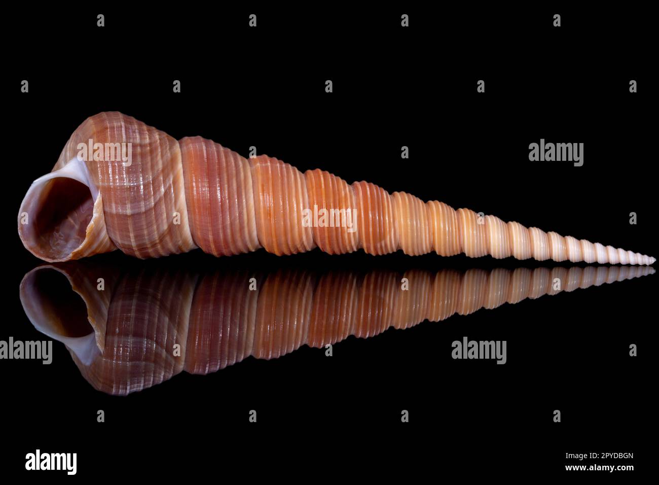 Single snail sea shell of Turritella terebra from the family ...