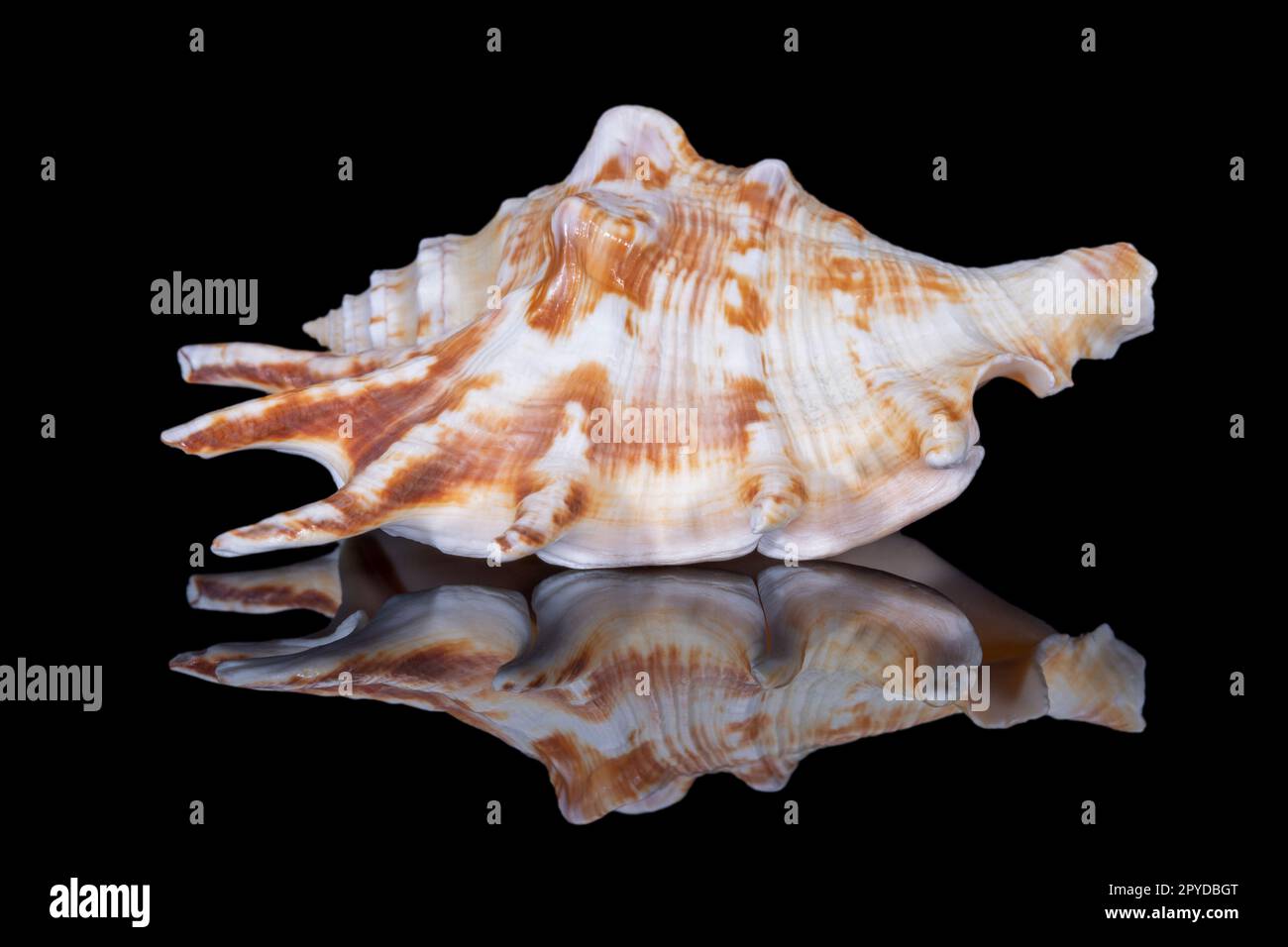 Single snail sea shell of Lambis lambis known as spider conch, isolated ...