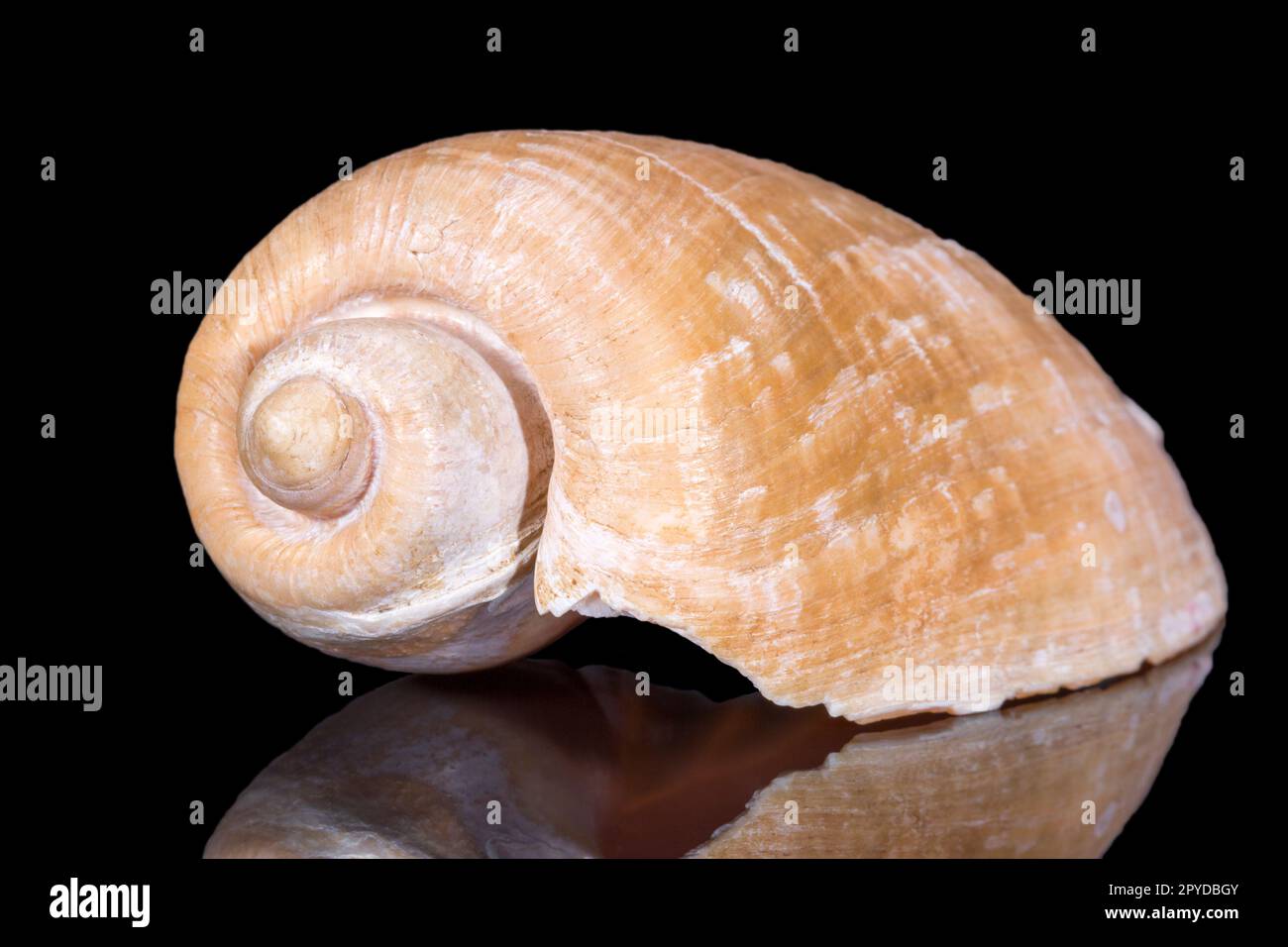 Single sea shell of sea snail isolated on black background, mirror ...