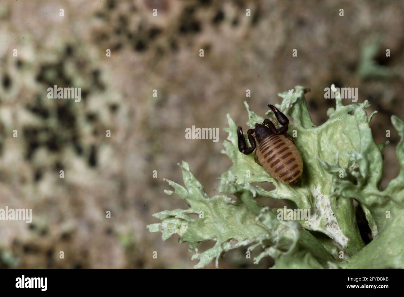 False ant hi-res stock photography and images - Alamy