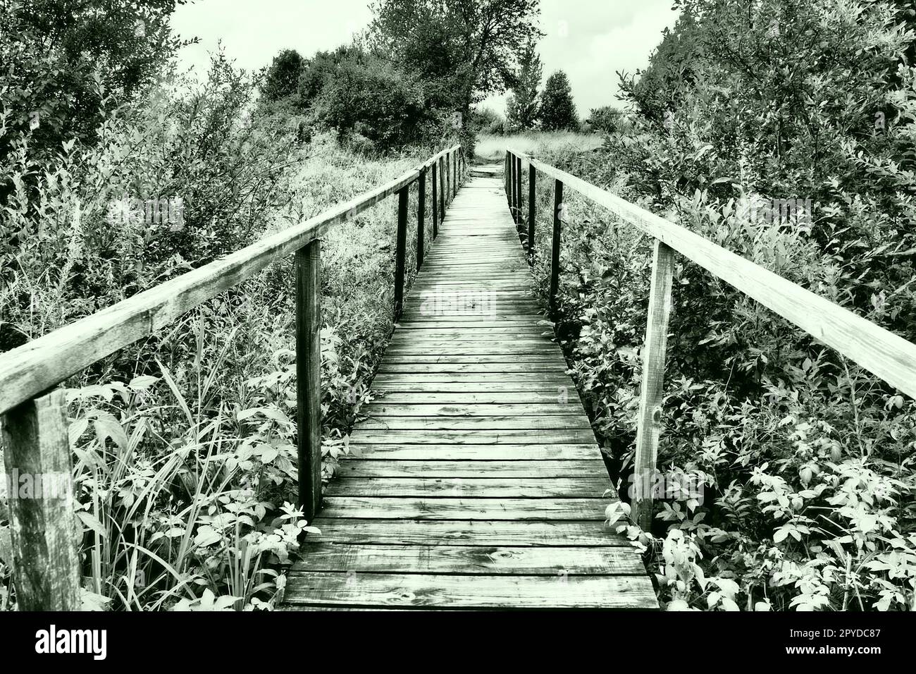An old wooden suspension bridge over a swampy ditch with tall green ...