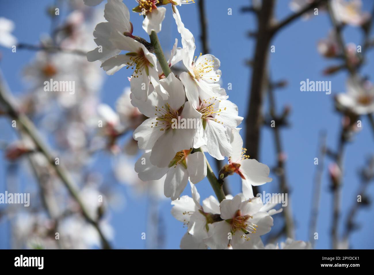 Almond blossoms on almond tree at the Costa Blanca, province of ...