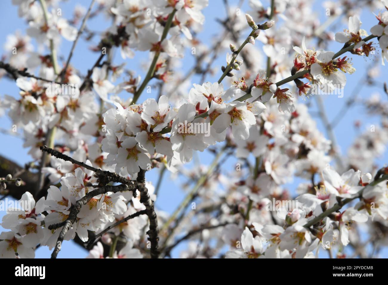 Almond blossoms on almond tree at the Costa Blanca, province of ...