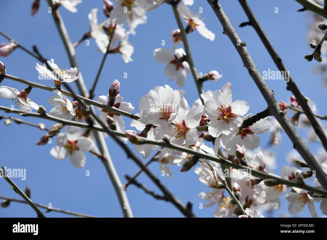 Almond blossoms on almond tree at the Costa Blanca, province of ...