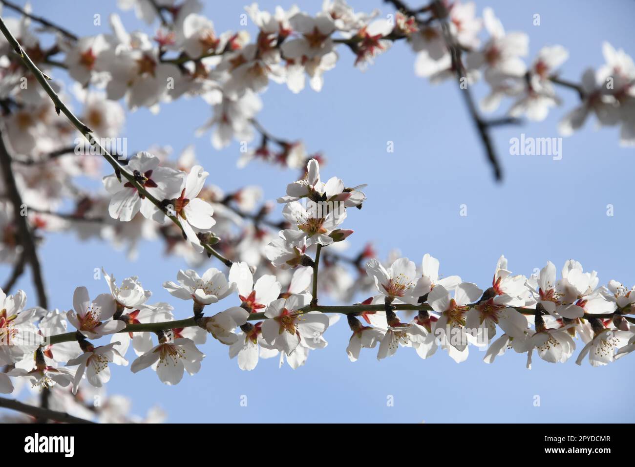 Almond blossoms on almond tree at the Costa Blanca, province of ...