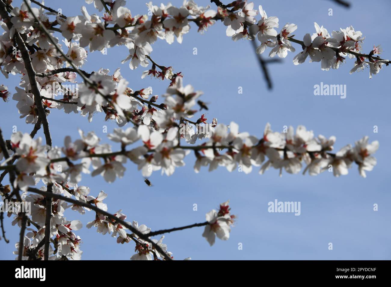 Almond blossoms on almond tree at the Costa Blanca, province of ...