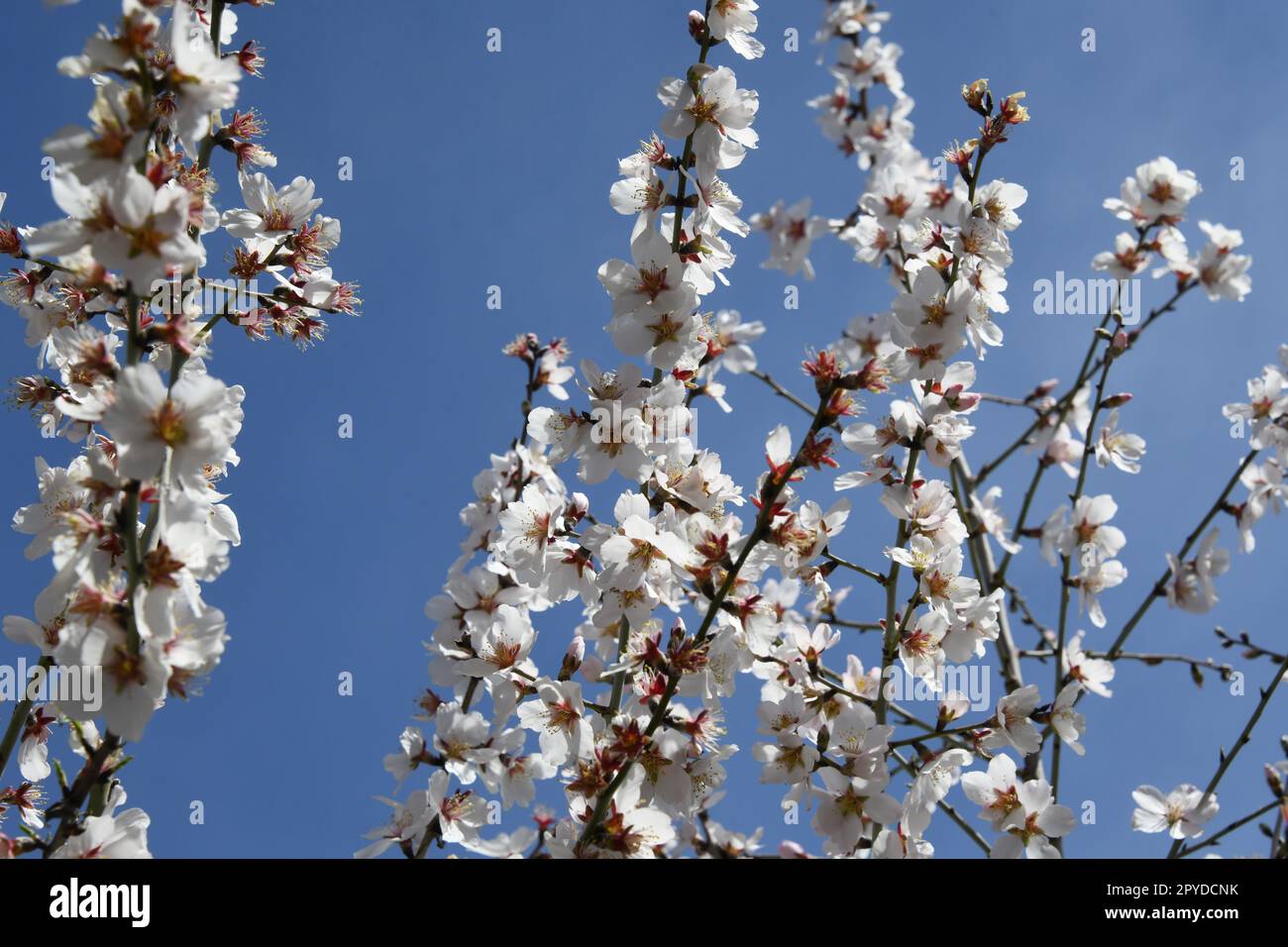 Almond blossoms on almond tree at the Costa Blanca, province of ...