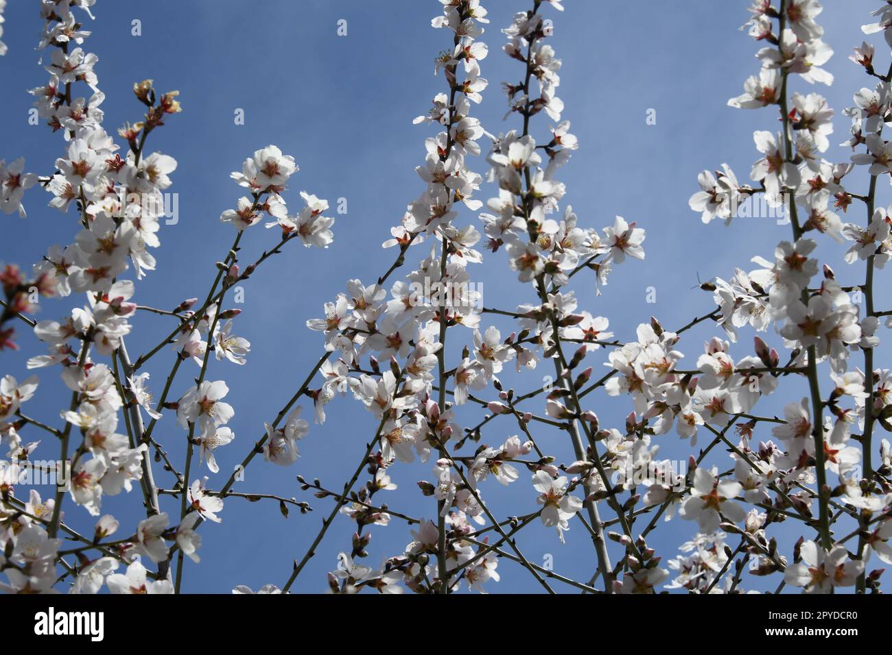 Almond blossoms on almond tree at the Costa Blanca, province of ...
