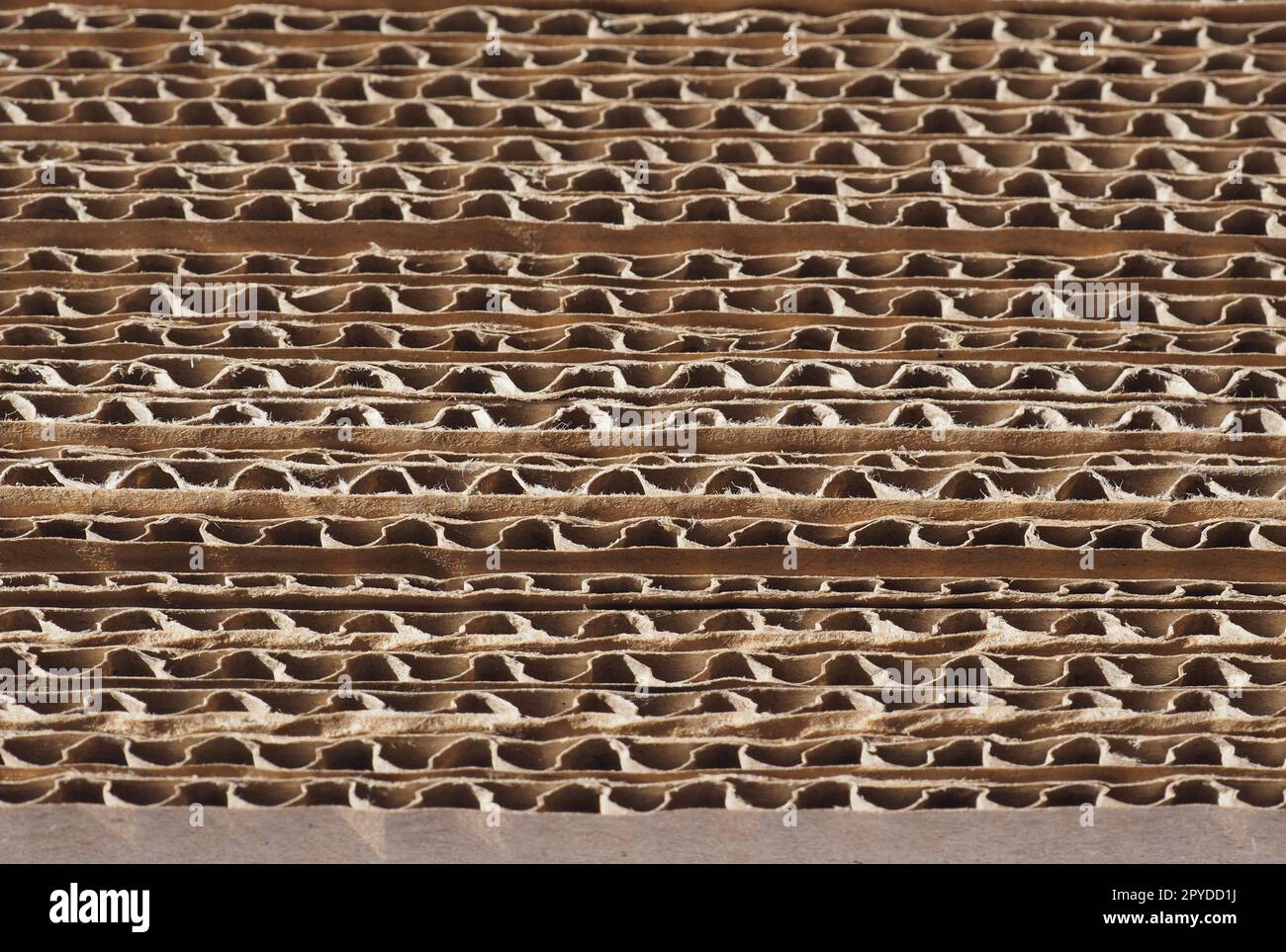 Cardboard Side Texture