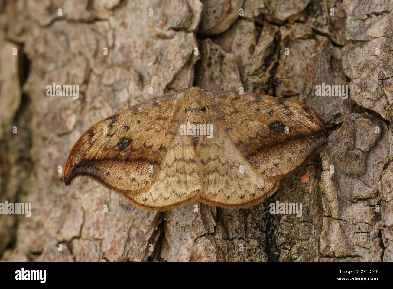 Drepana hi-res stock photography and images - Alamy