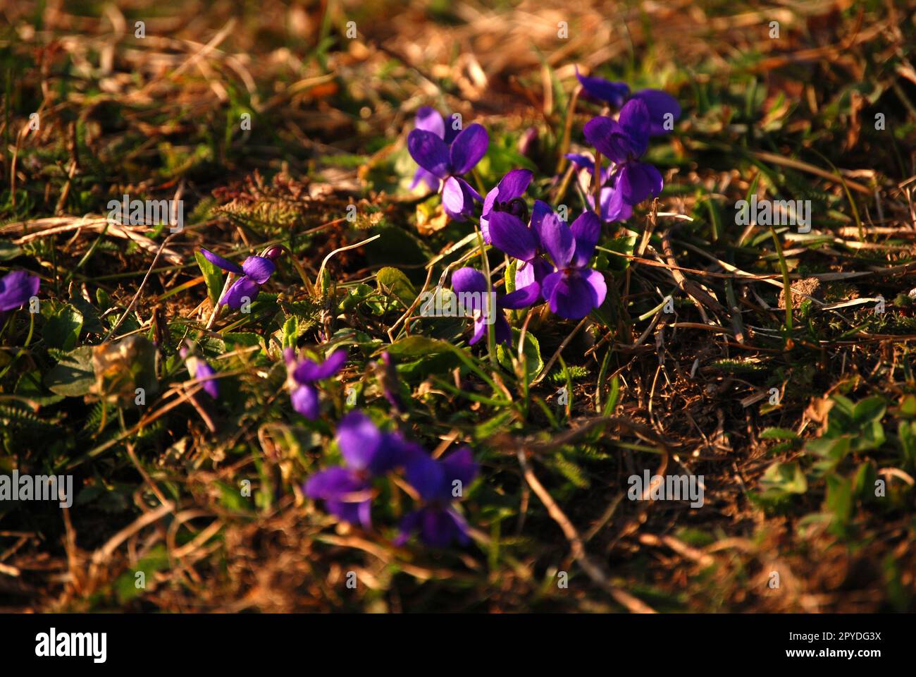 Smell of violets hi-res stock photography and images - Alamy