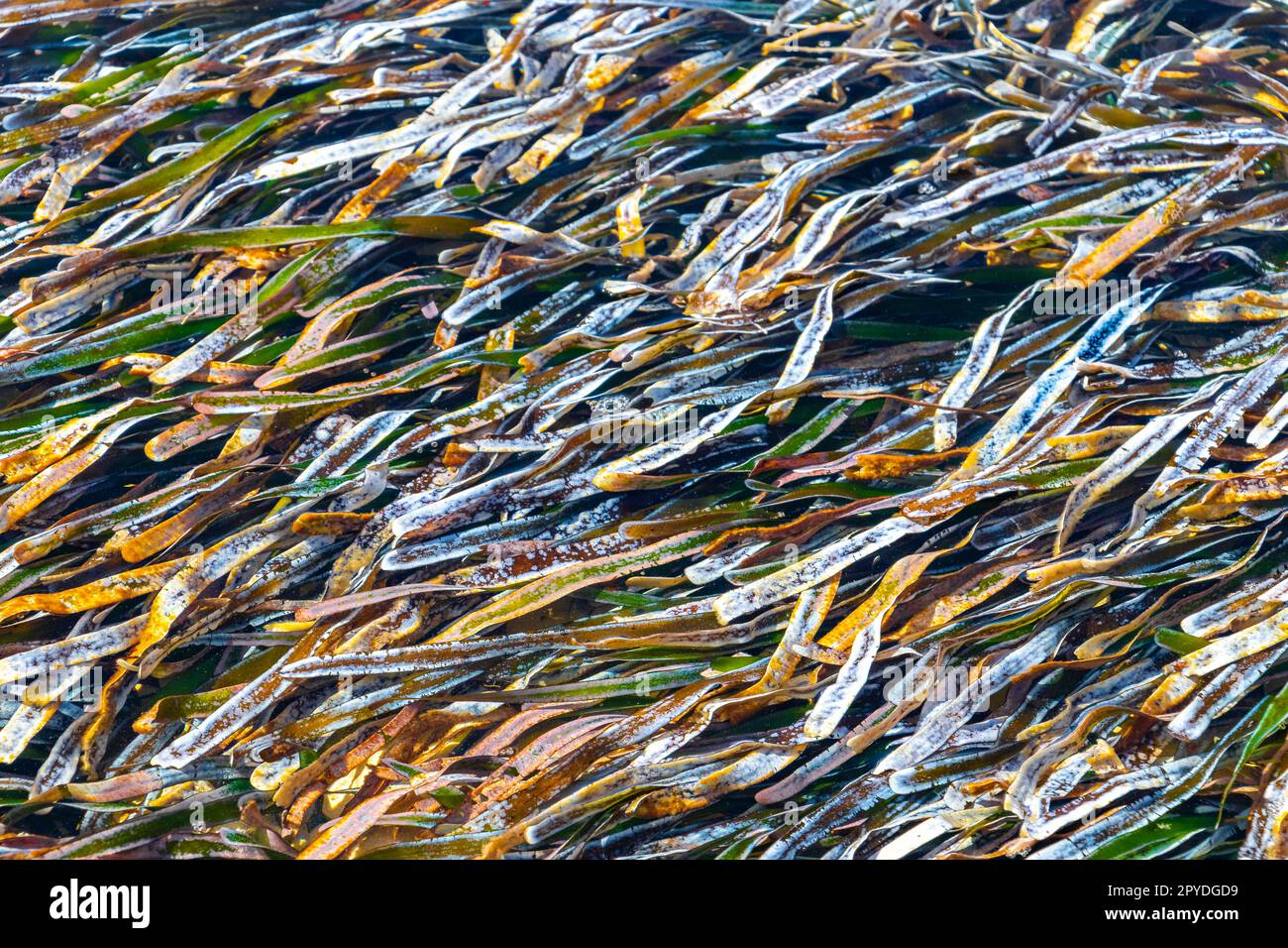 Beautiful sea grass underwater in Caribbean Sea Playa del Carmen Stock ...