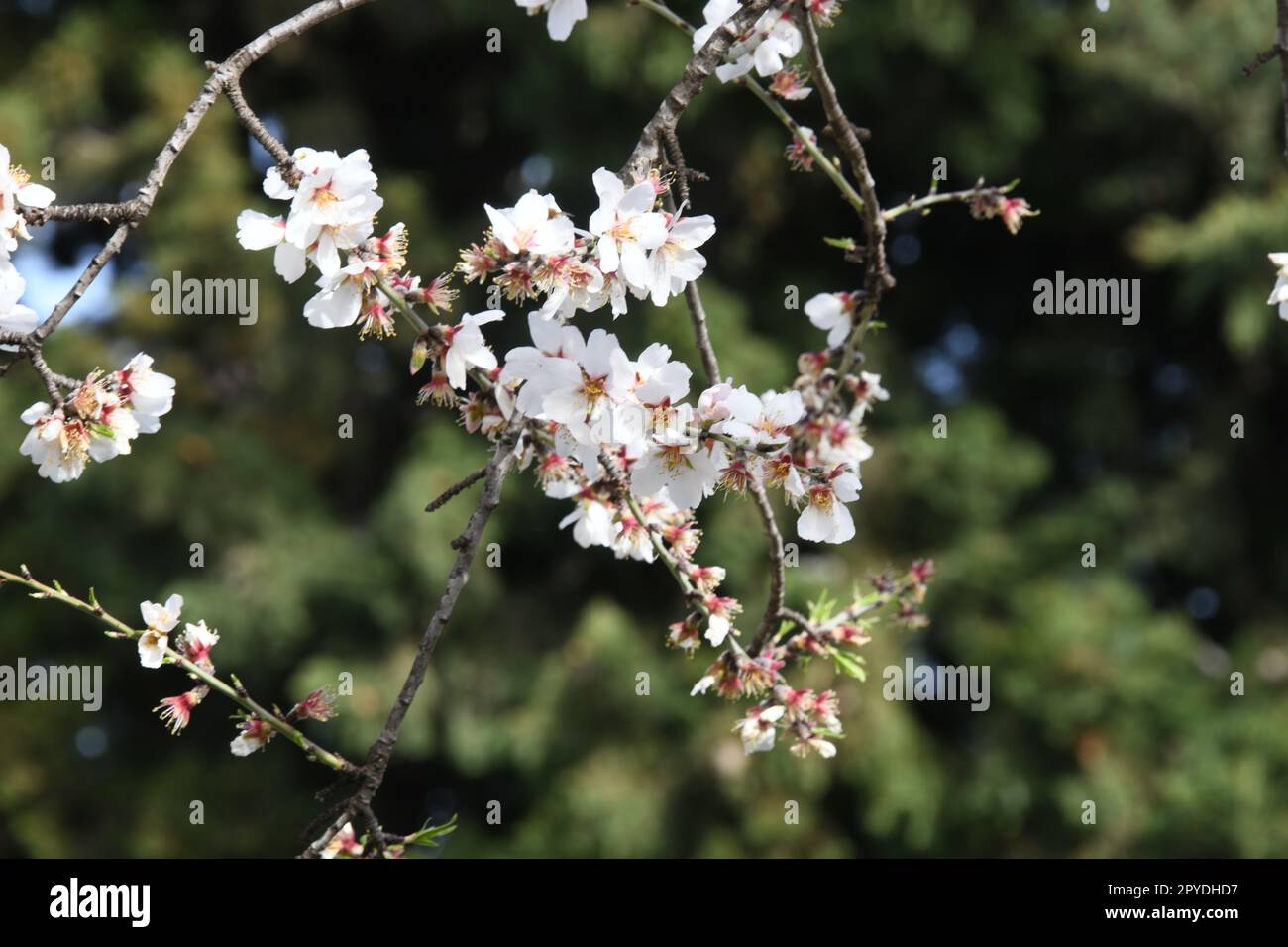 Almond blossoms on almond tree at the Costa Blanca, province of ...