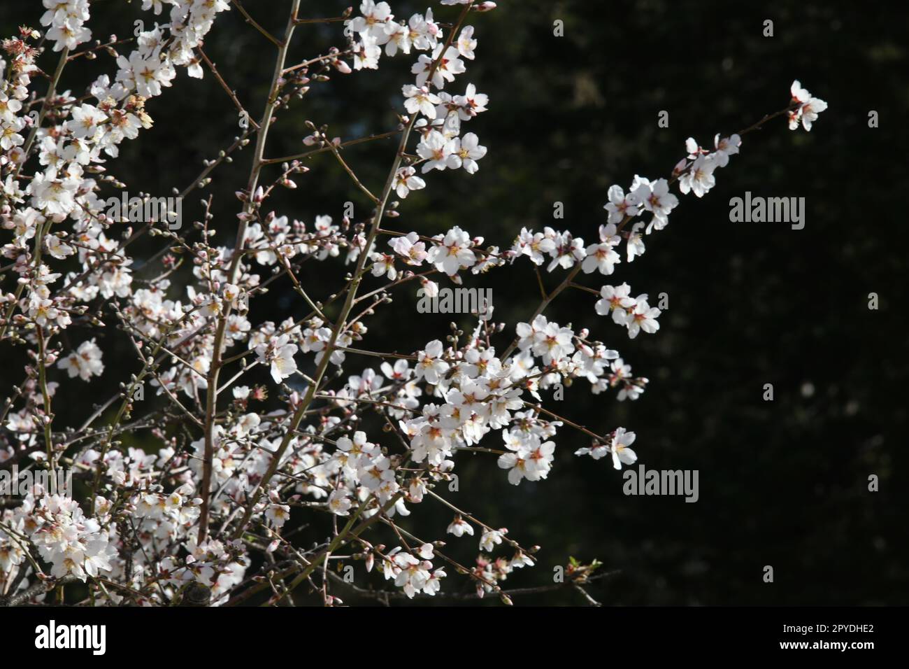 Almond blossoms on almond tree at the Costa Blanca, province of ...