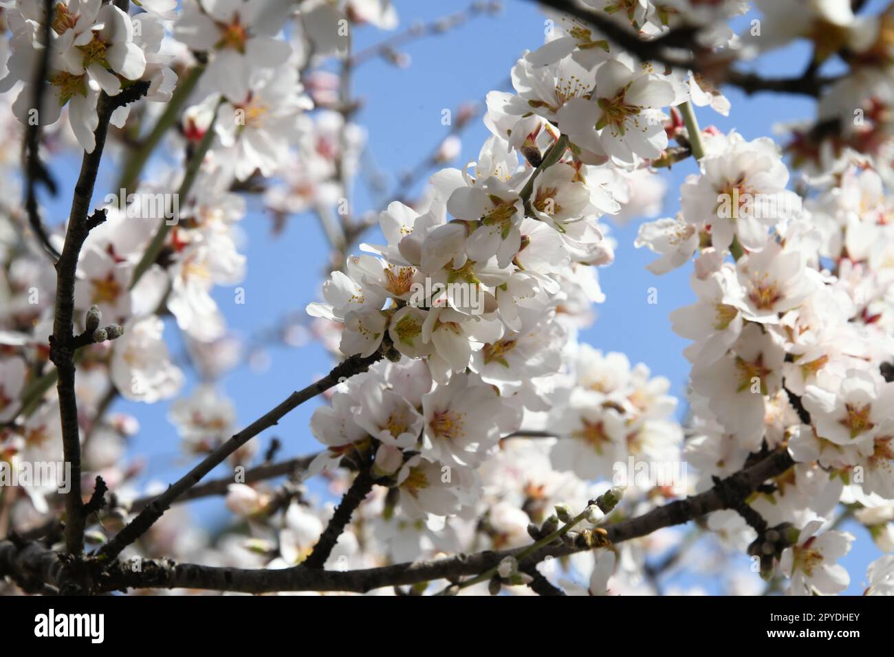 Almond blossoms on almond tree at the Costa Blanca, province of ...
