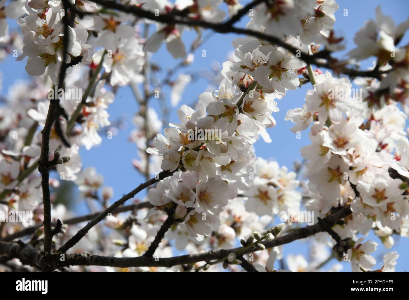 Almond blossoms on almond tree at the Costa Blanca, province of ...