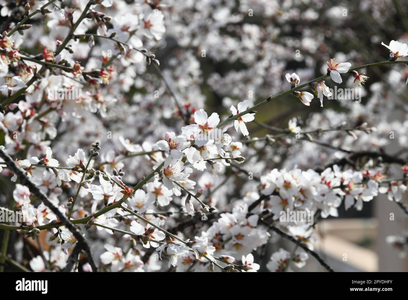 Almond blossoms on almond tree at the Costa Blanca, province of ...
