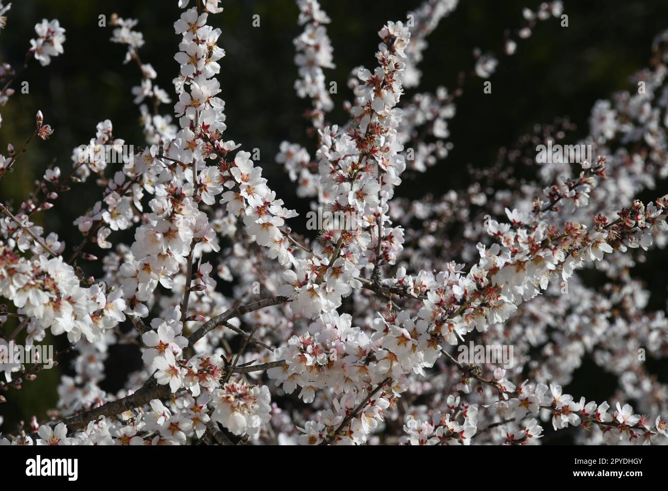 Almond blossoms on almond tree at the Costa Blanca, province of ...